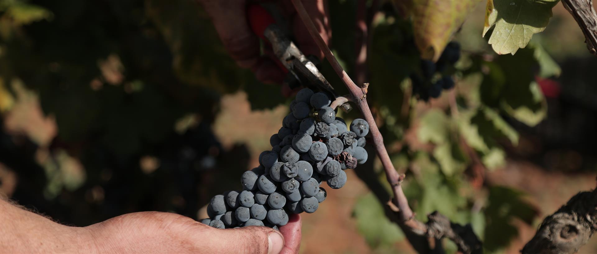 Giro del Picciolo Appassimento Masseria Borgo dei Trulli