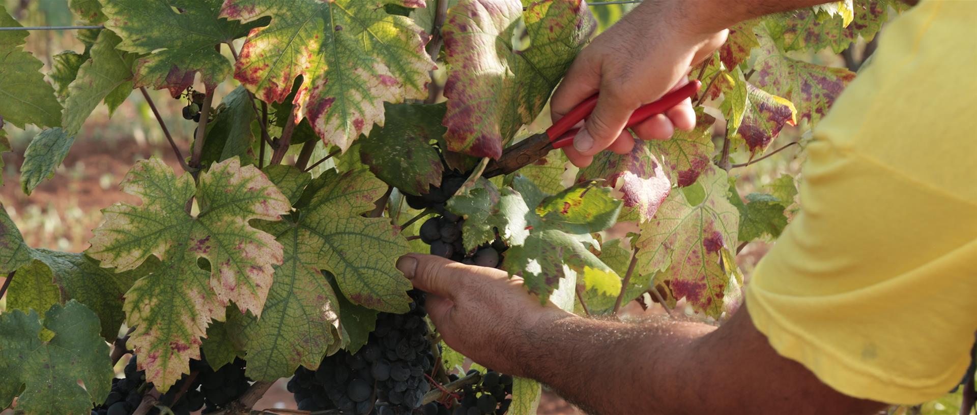 Giro del Picciolo Appassimento Masseria Borgo dei Trulli